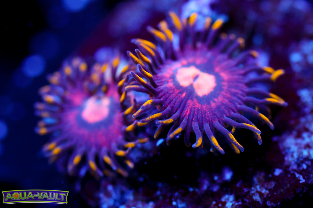 OG Laser Lemon Zoa – Aqua-Vault