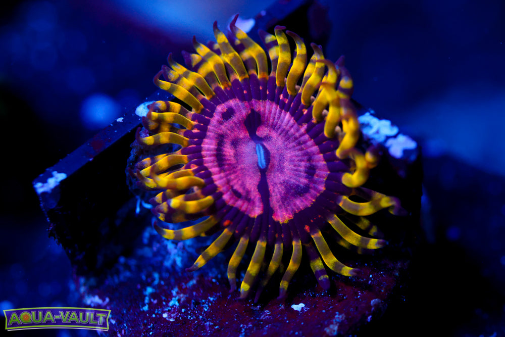 Purple Monster Zoa – Aqua-Vault