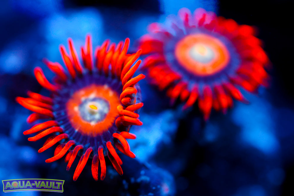 Fire and Ice Zoa – Aqua-Vault