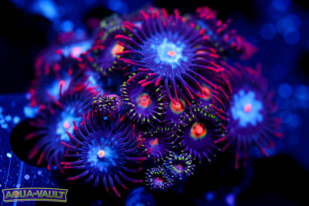 Mystique + PZ Promethean Zoa – Aqua-Vault