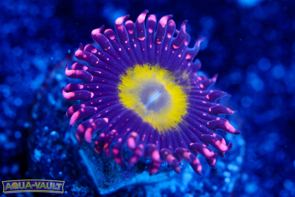 CB Omega Zoa – Aqua-Vault