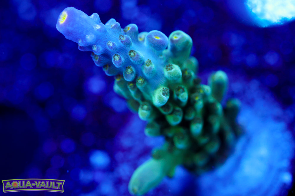 Tricolor Valida Acro – Aqua-Vault