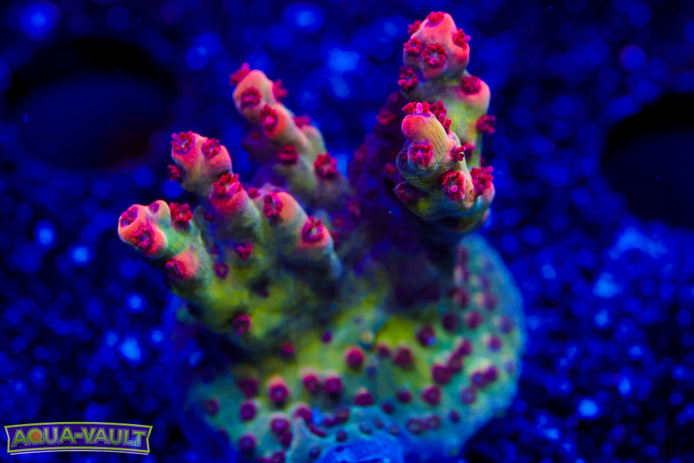 TSA Princess Peach Acro – Aqua-Vault