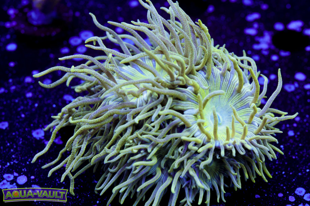 Duncan Mini Colony – Aqua-Vault