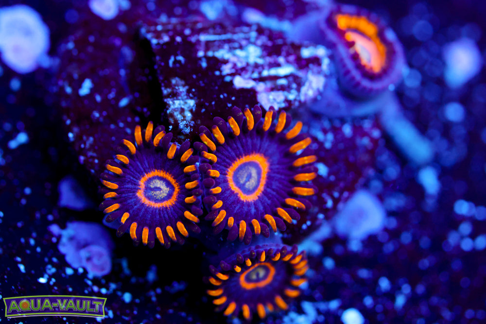 Blue Hornet Zoa – Aqua-Vault