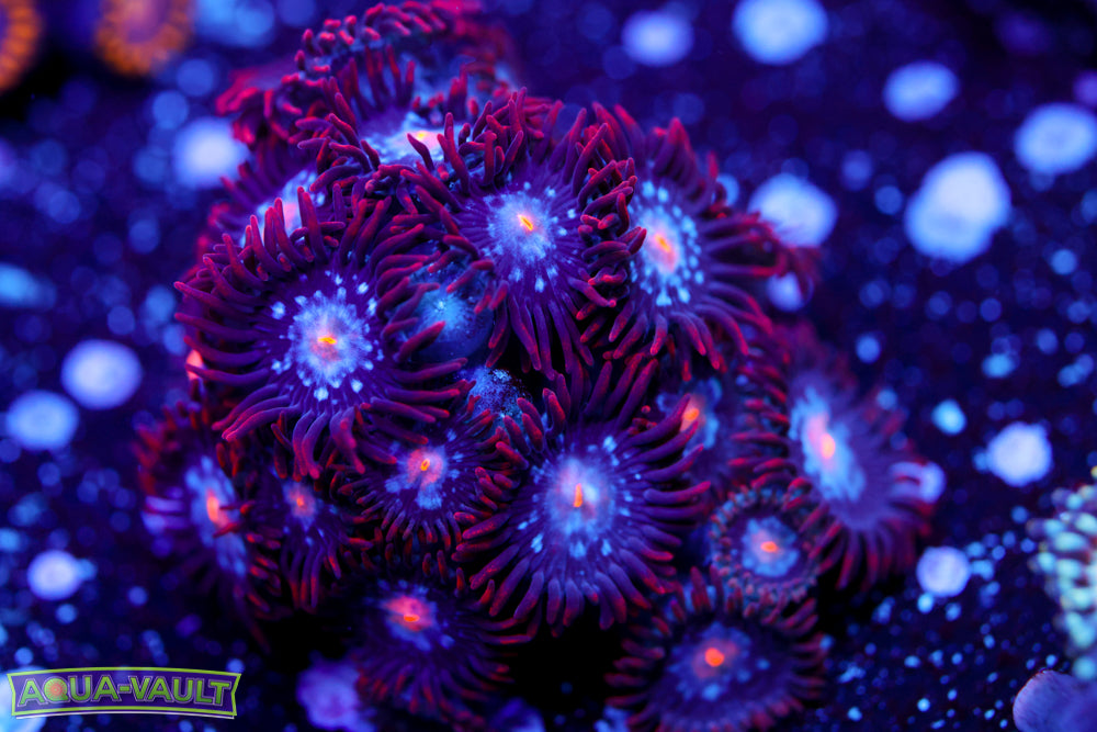 Mystique Zoa – Aqua-Vault