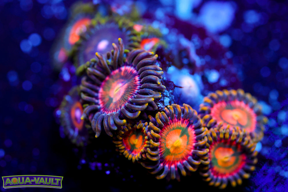 Laser Lemon Zoa – Aqua-Vault