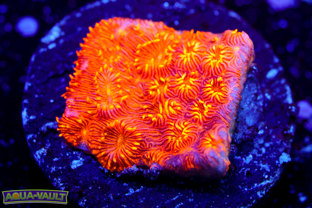 Orange Pavona – Aqua-Vault