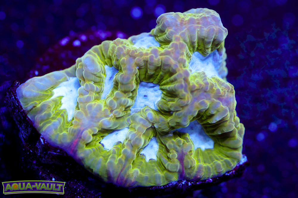 Flubber Favia – Aqua-Vault