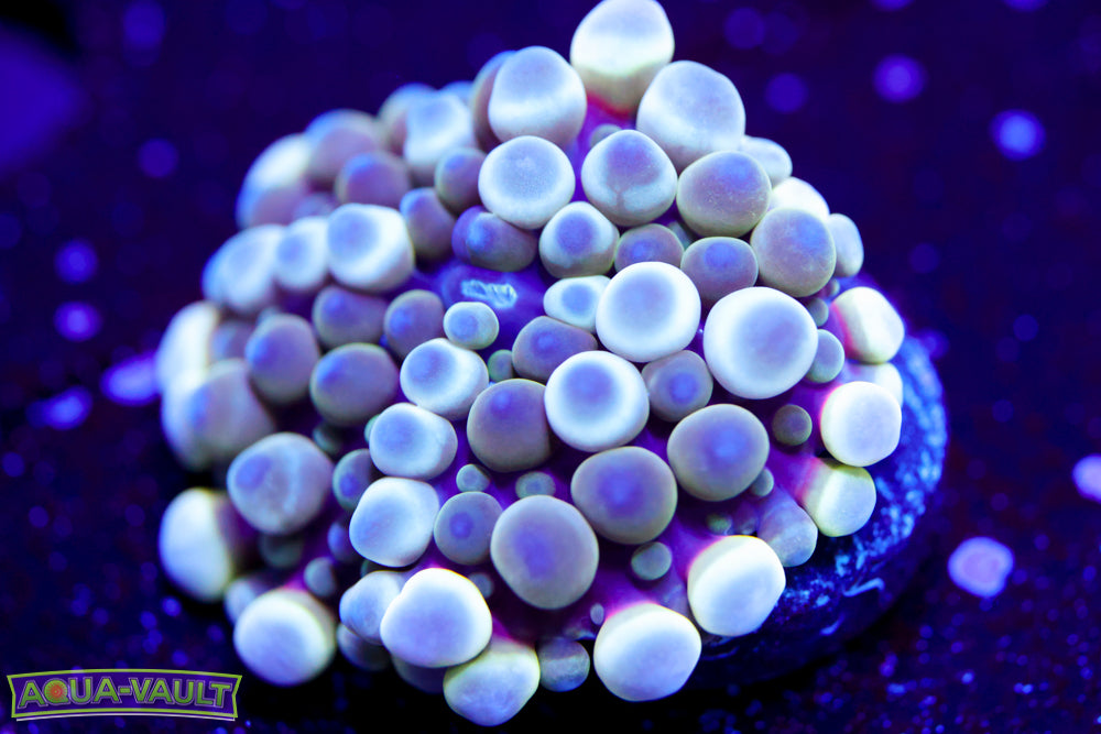 Ghost Bounce Yuma – Aqua-Vault