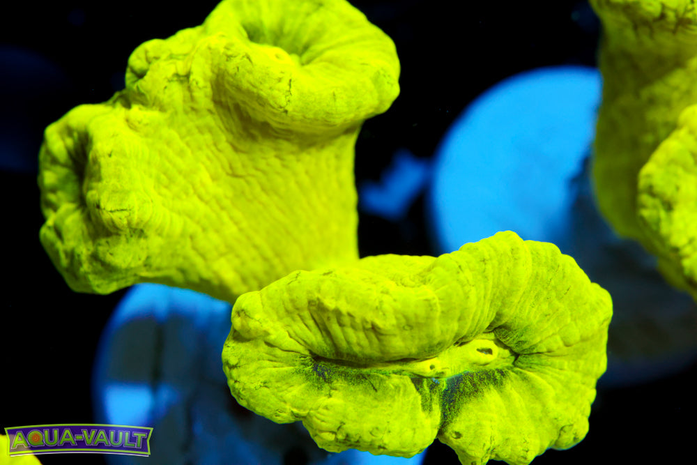 Kryptonite Candy Cane – Aqua-Vault