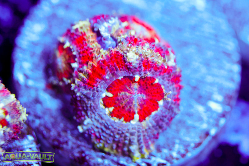 Captain America Micro Acan – Aqua-Vault