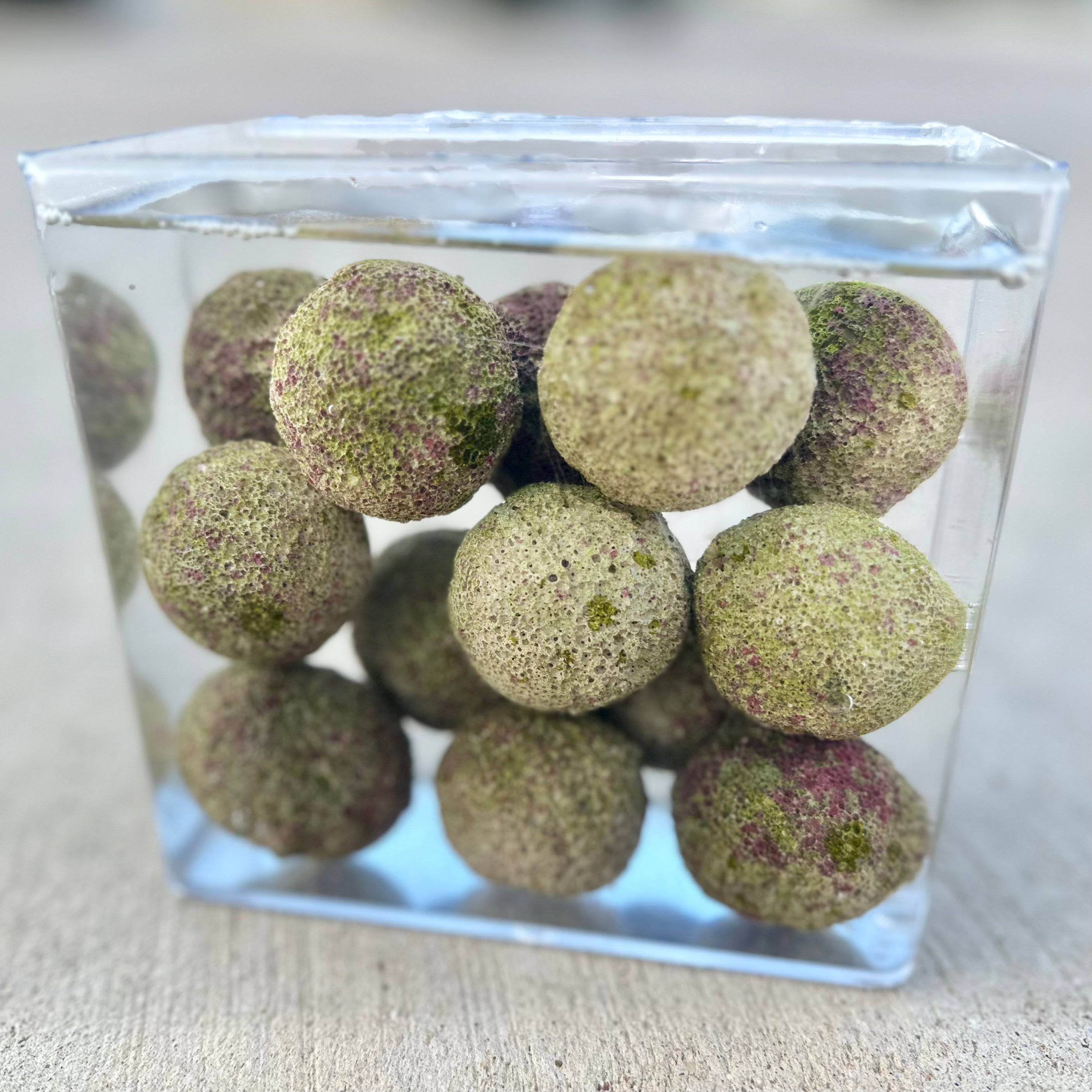 Live Seeded Bio Spheres – Aqua-Vault