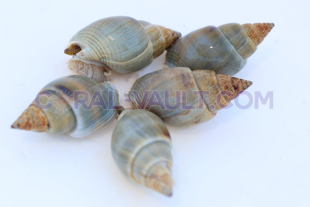 XL Nassarius Snails (5 pack) – Aqua-Vault