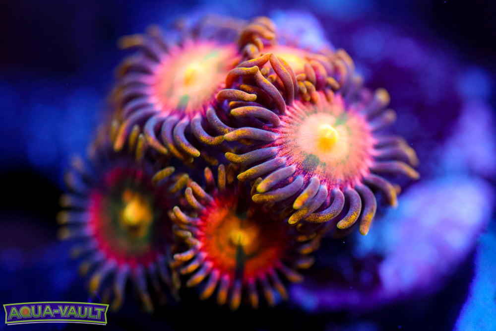 Laser Lemon Zoa – Aqua-Vault