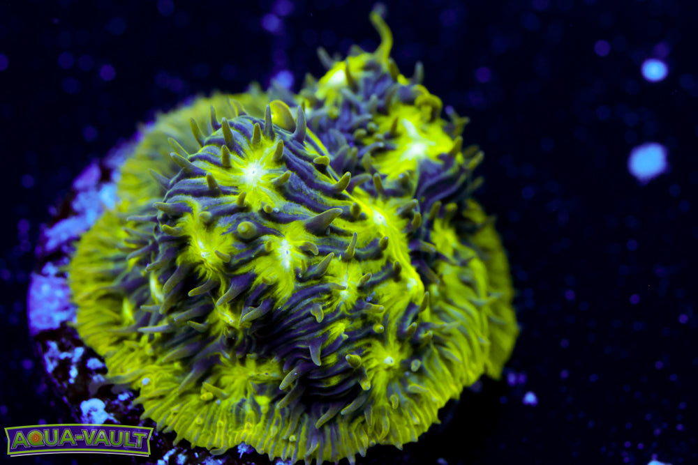 CV Stanky Dank Hydnophora – Aqua-Vault