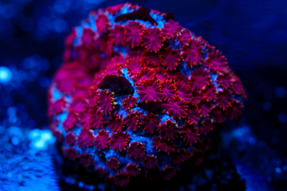 Skittles Bomb Cyphastrea – Aqua-Vault