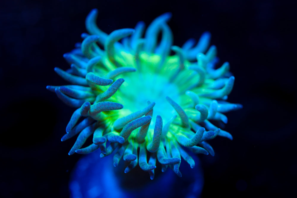 Branching Duncan Coral – Aqua-Vault