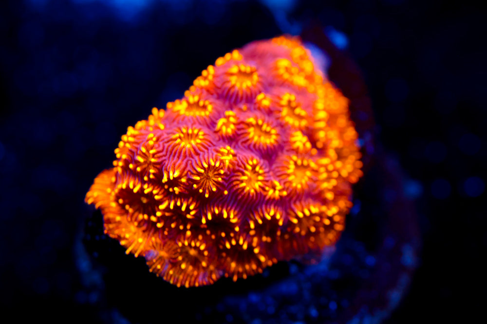 Orange Pavona – Aqua-Vault