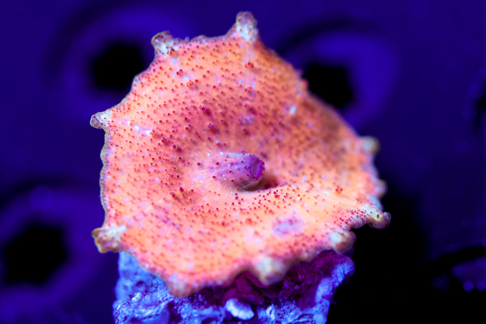 Orange Neglectus Mushroom – Aqua-Vault