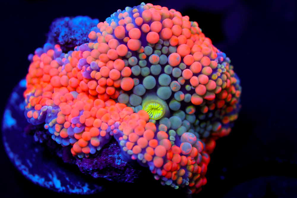 Orange Florida Ricordea – Aqua-Vault
