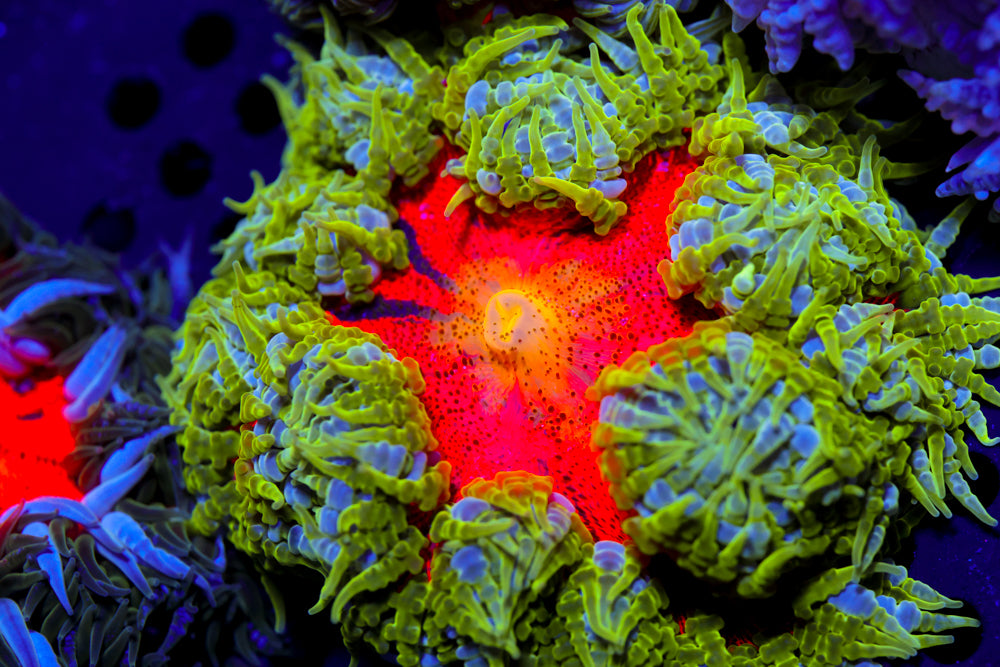 XL Bi-color Grafted Rockflower Anemone – Aqua-Vault