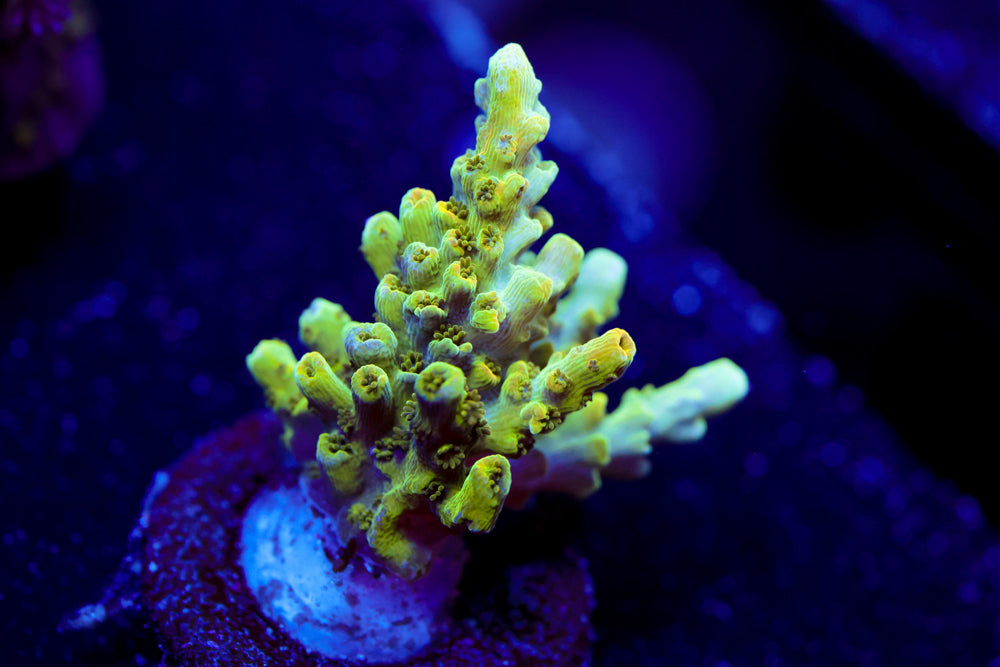 TSA Bill Murray Acropora – Aqua-Vault