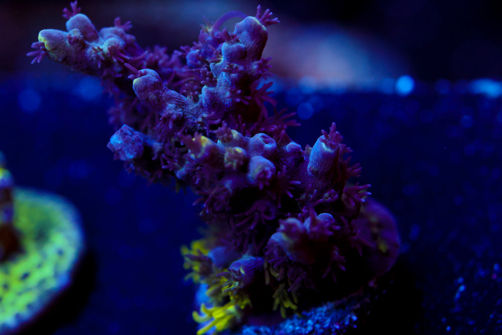 Gb Sugar Coated Acropora – Aqua-Vault