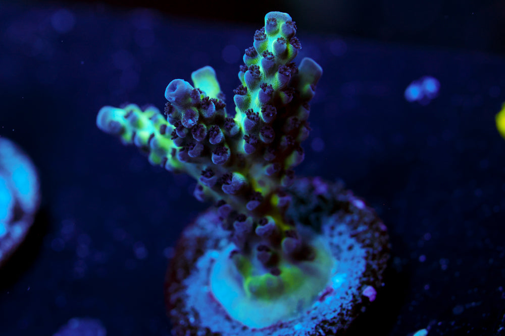 ORA Pearl Berry Acropora – Aqua-Vault