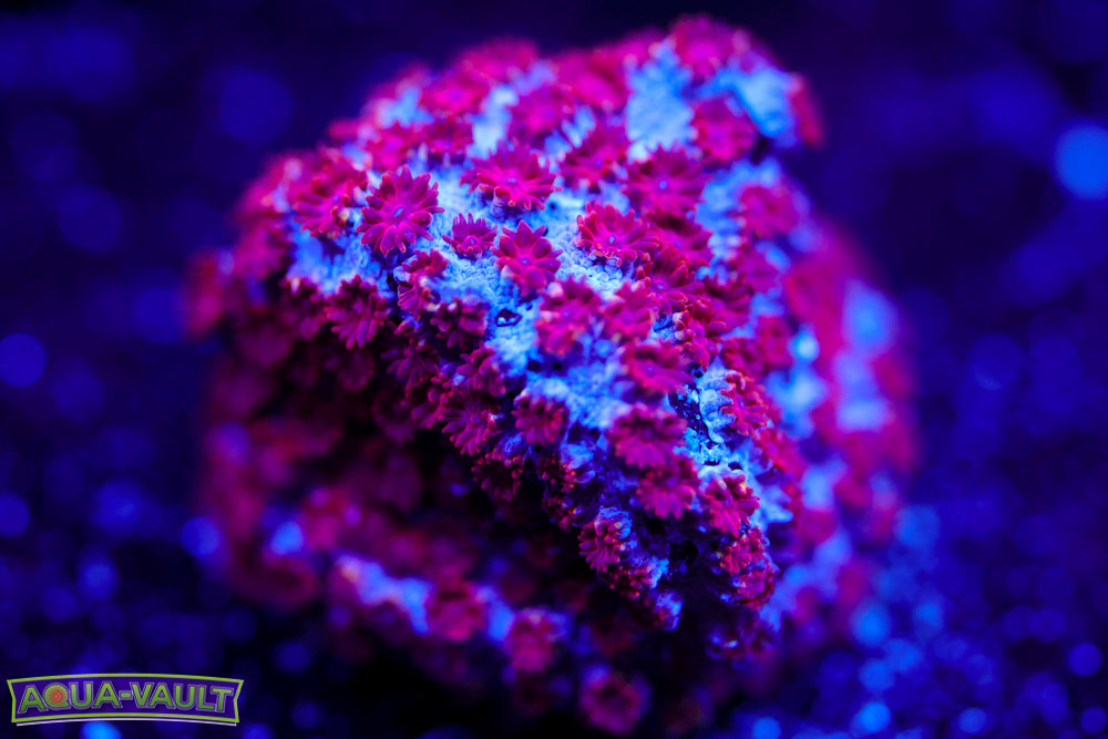 Skittles Bomb Cyphastrea – Aqua-Vault