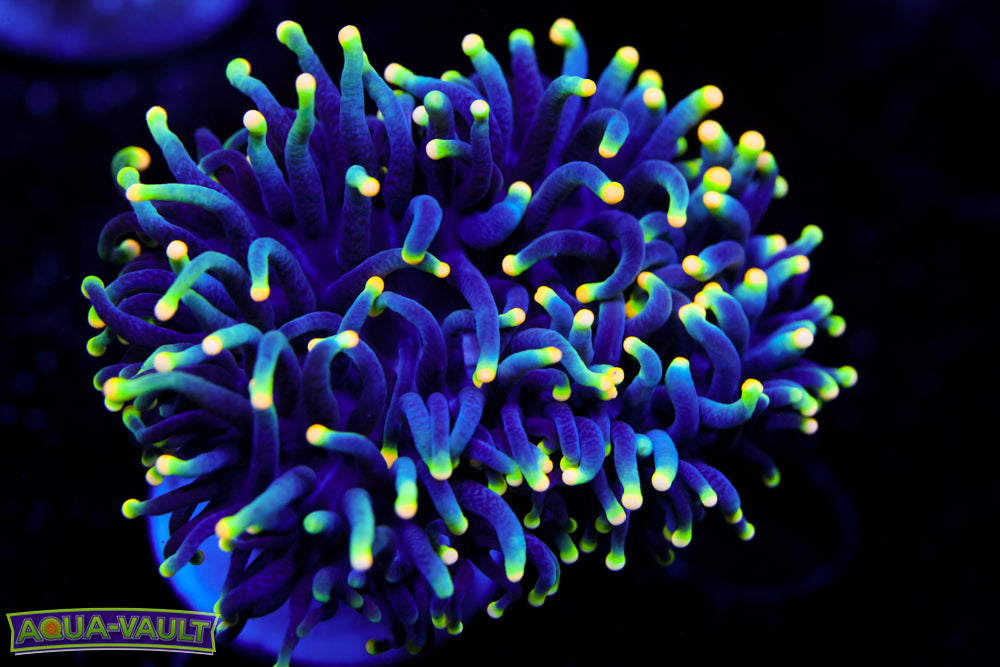 Rasta Torch – Aqua-Vault