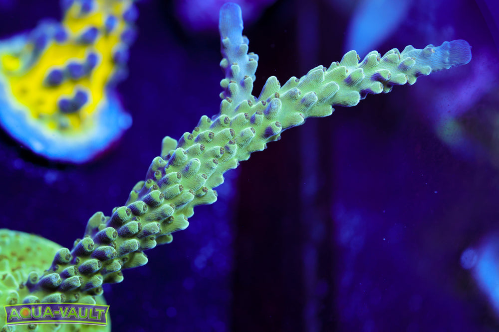Tricolor Valida Acro – Aqua-Vault