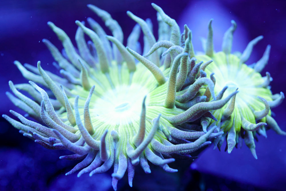 Branching Duncan – Aqua-Vault