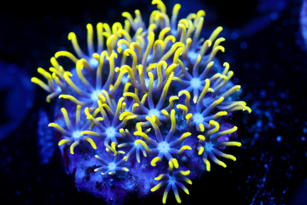 Neon GSP – Aqua-Vault