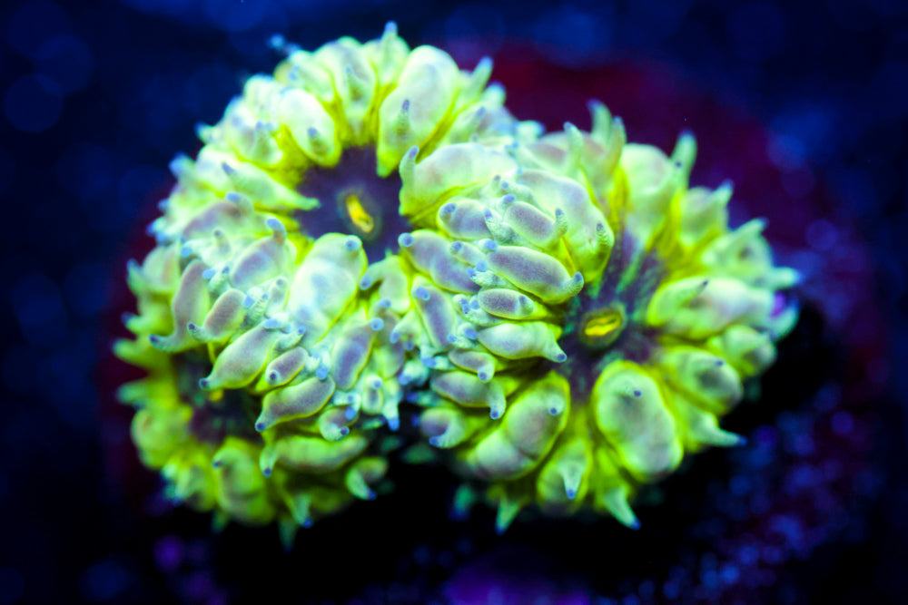 PPE Blasto 2 – Aqua-Vault