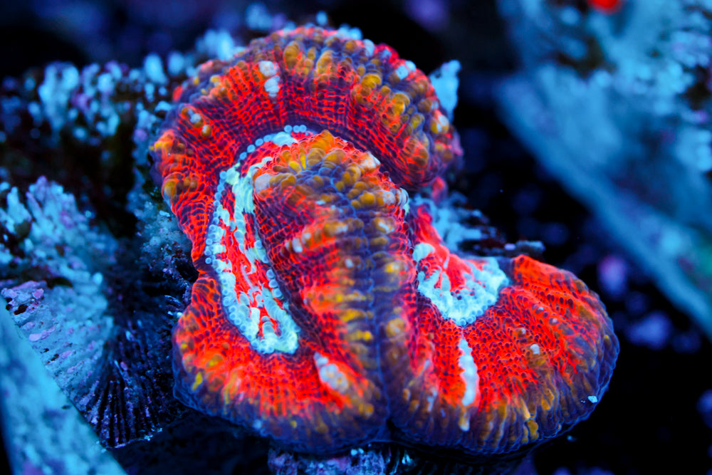 Hawaiian Wilsoni – Aqua-Vault