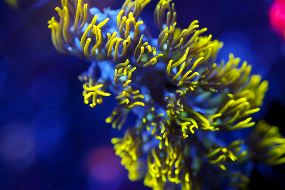 Branching GSP 2 – Aqua-Vault