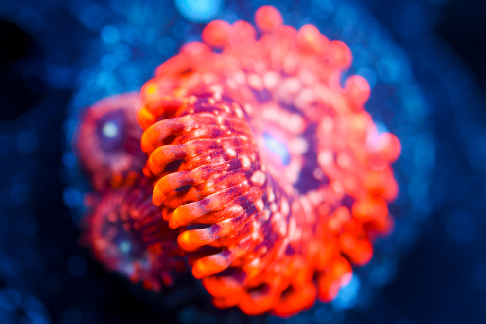 Utter Chaos Zoa – Aqua-Vault