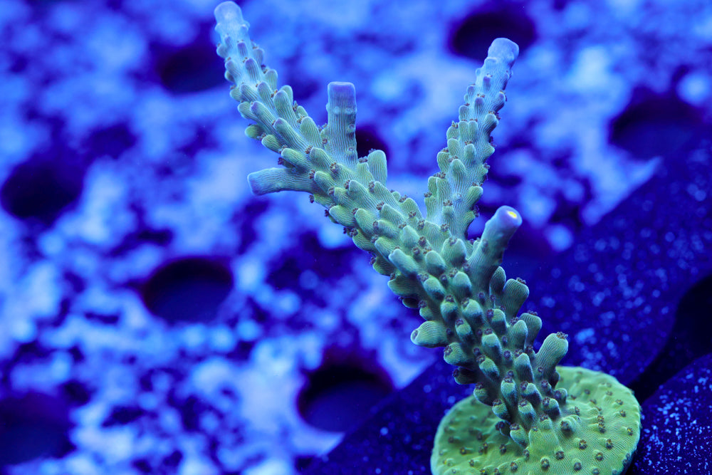 Tri Color Valida Acro 1 – Aqua-Vault