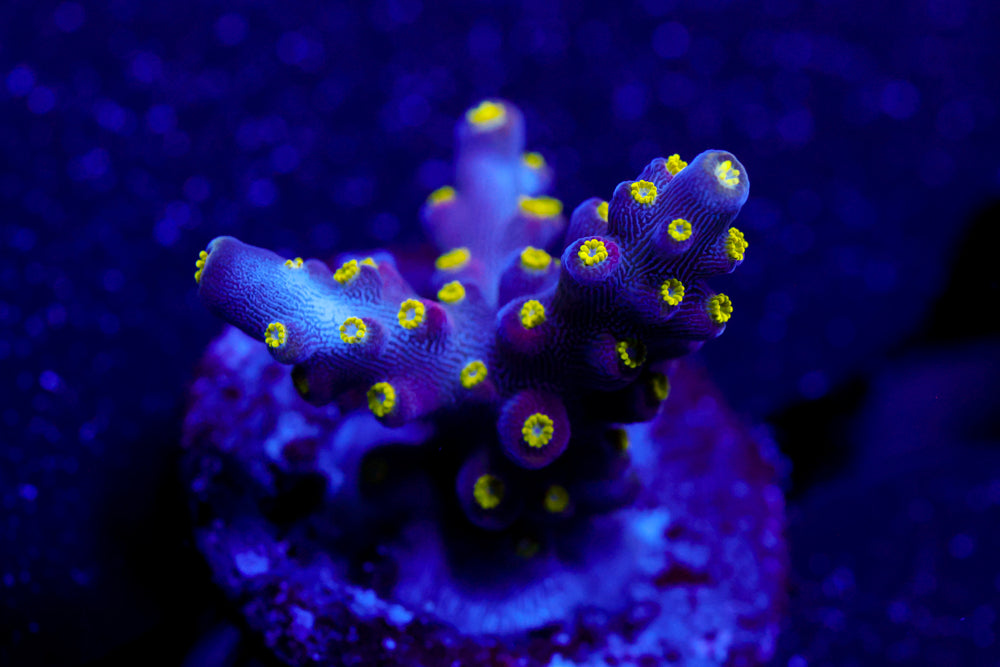 ARC Proximo Acro 2 – Aqua-Vault