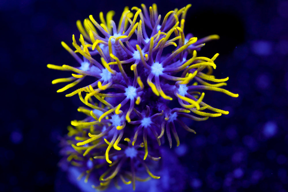 Branching GSP – Aqua-Vault