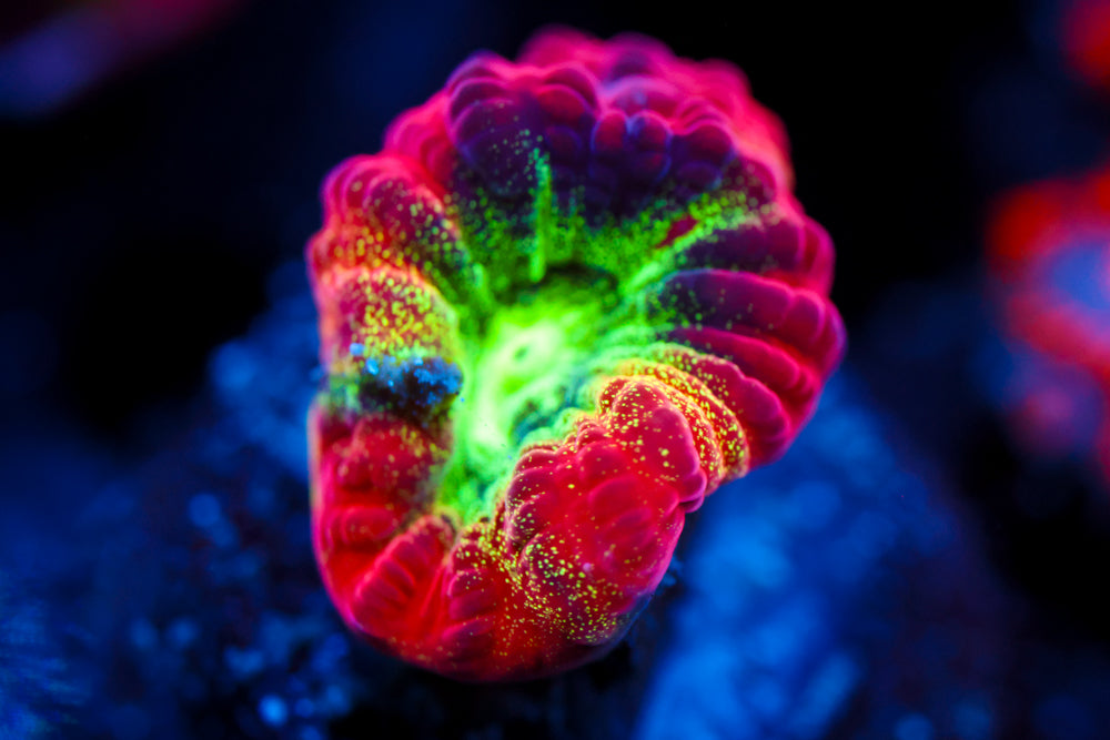 JF Psycho Rim Favia – Aqua-Vault