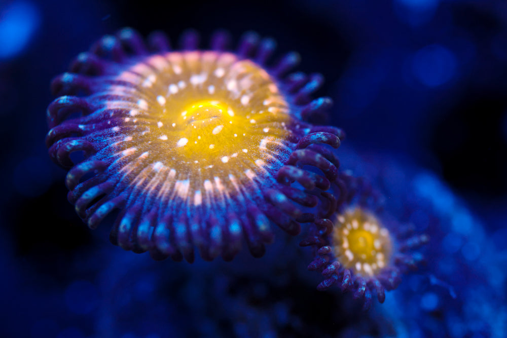 Frozen Apples Zoa – Aqua-Vault