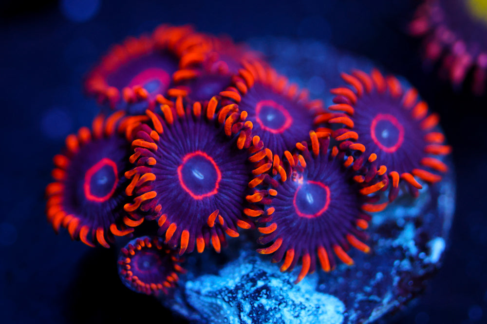 Red Hornet Zoa 2 – Aqua-Vault