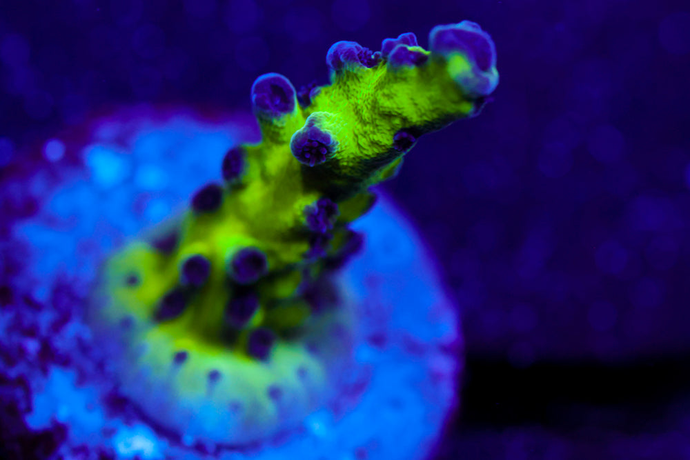 Grape Ape Acro 1 – Aqua-Vault