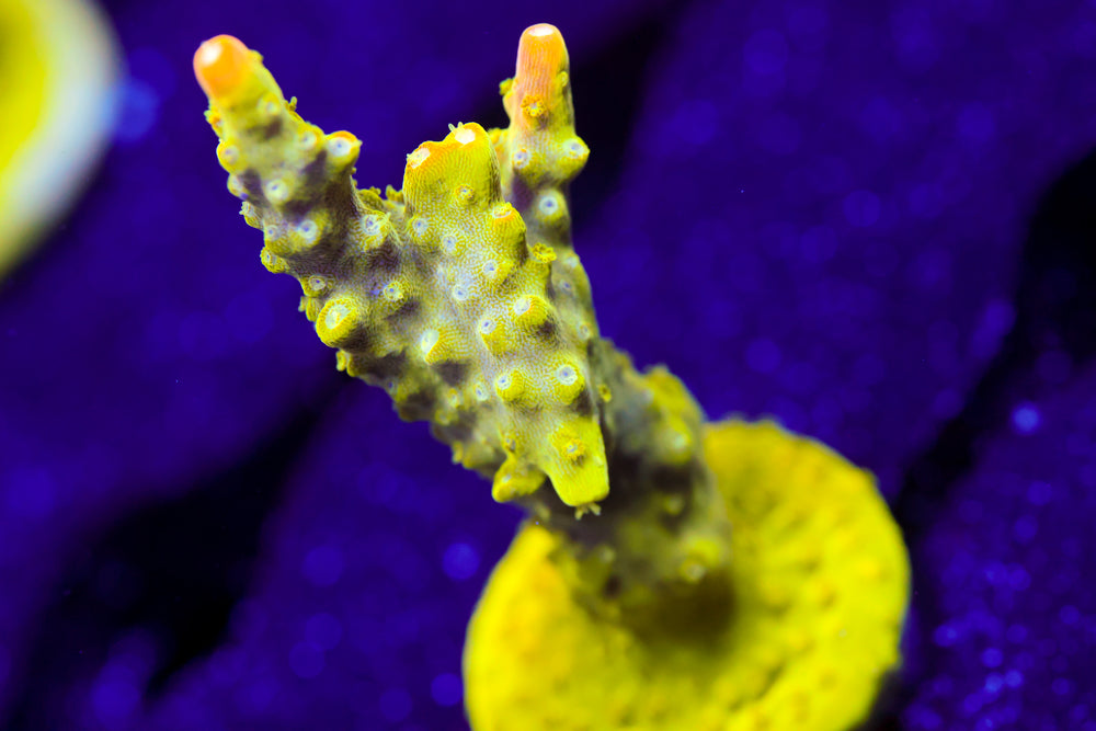 RR Rainbow Loom Acro 1 – Aqua-Vault