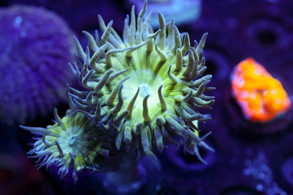 Branching Duncan Coral – Aqua-Vault