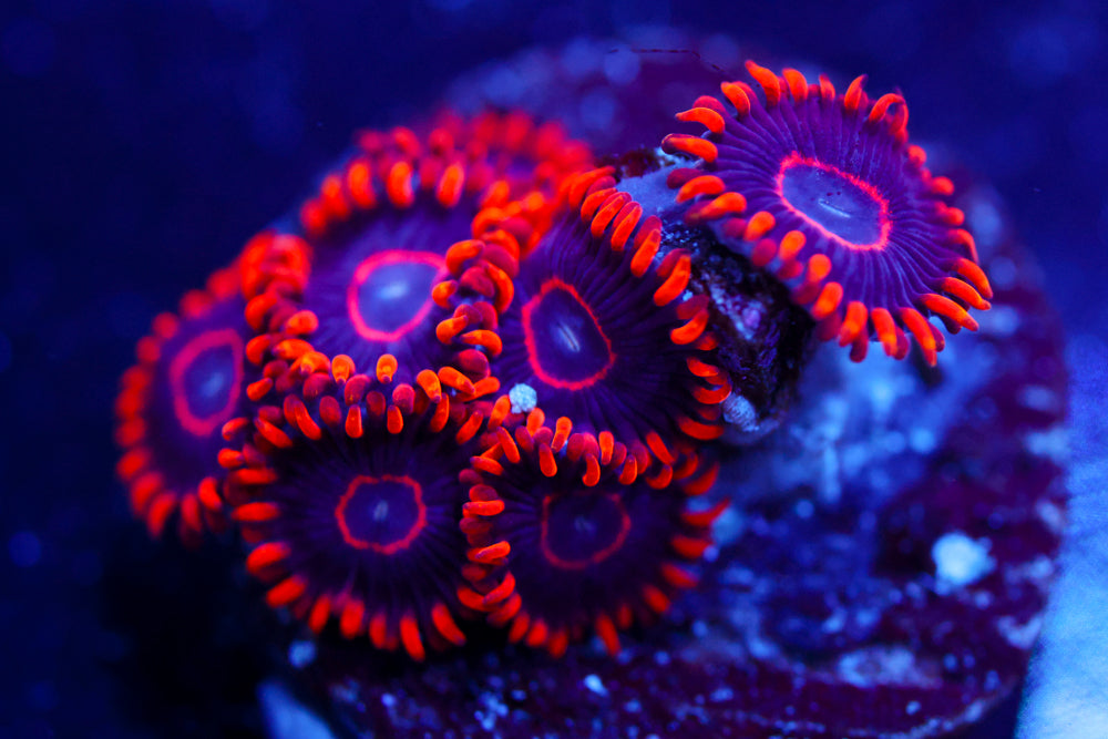 Red Hornet Zoa – Aqua-Vault