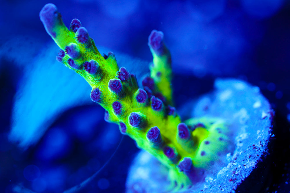 Grape Ape Acro – Aqua-Vault
