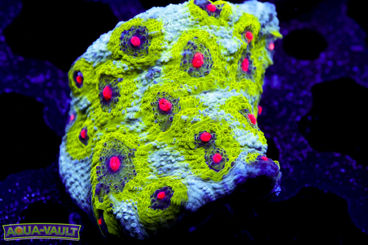 Avatar Chalice – Aqua-Vault